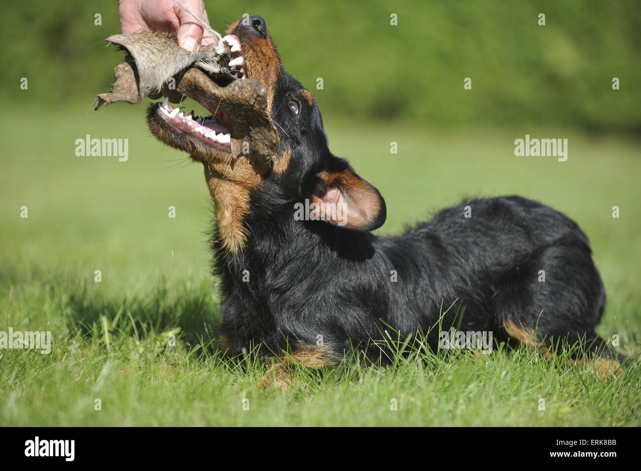 lying german hunting terrier Stock Photo - Alamy