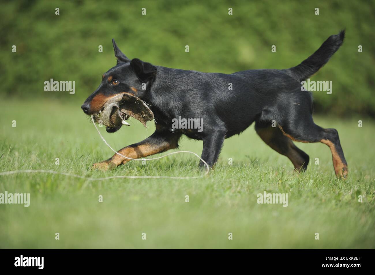 playing german hunting terrier Stock Photo - Alamy