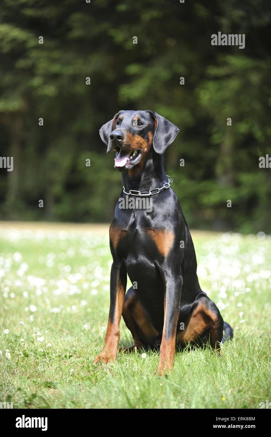sitting Doberman Pinscher Stock Photo - Alamy