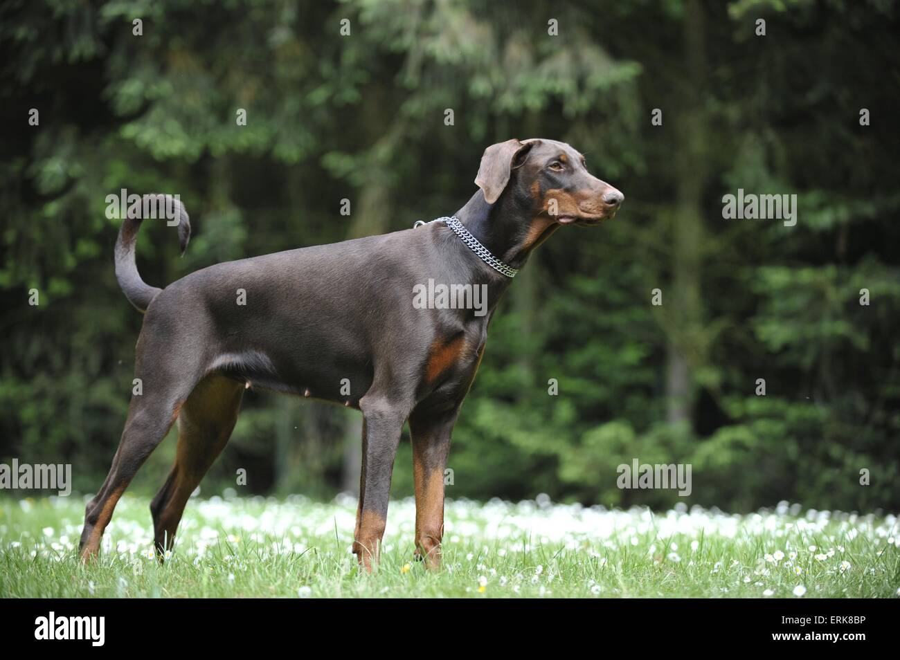 Doberman pinscher standing hi-res stock photography and images - Alamy