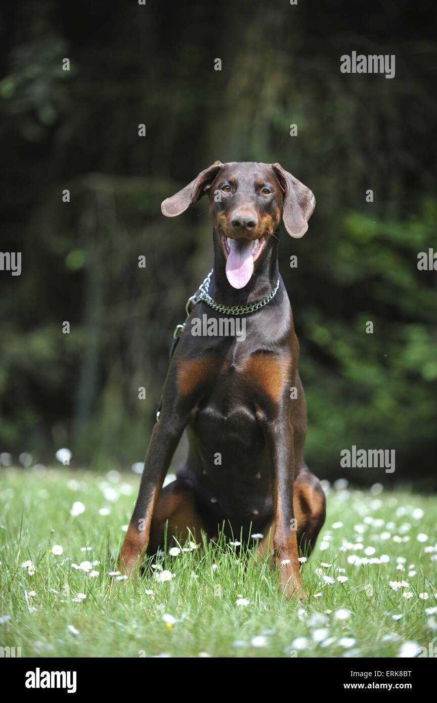 sitting Doberman Pinscher Stock Photo - Alamy