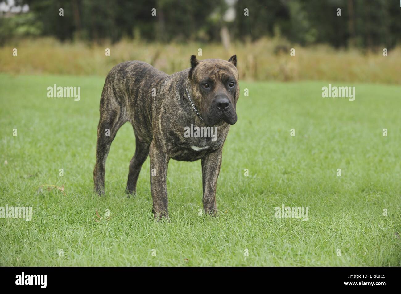 Canarios hi-res stock photography and images - Alamy