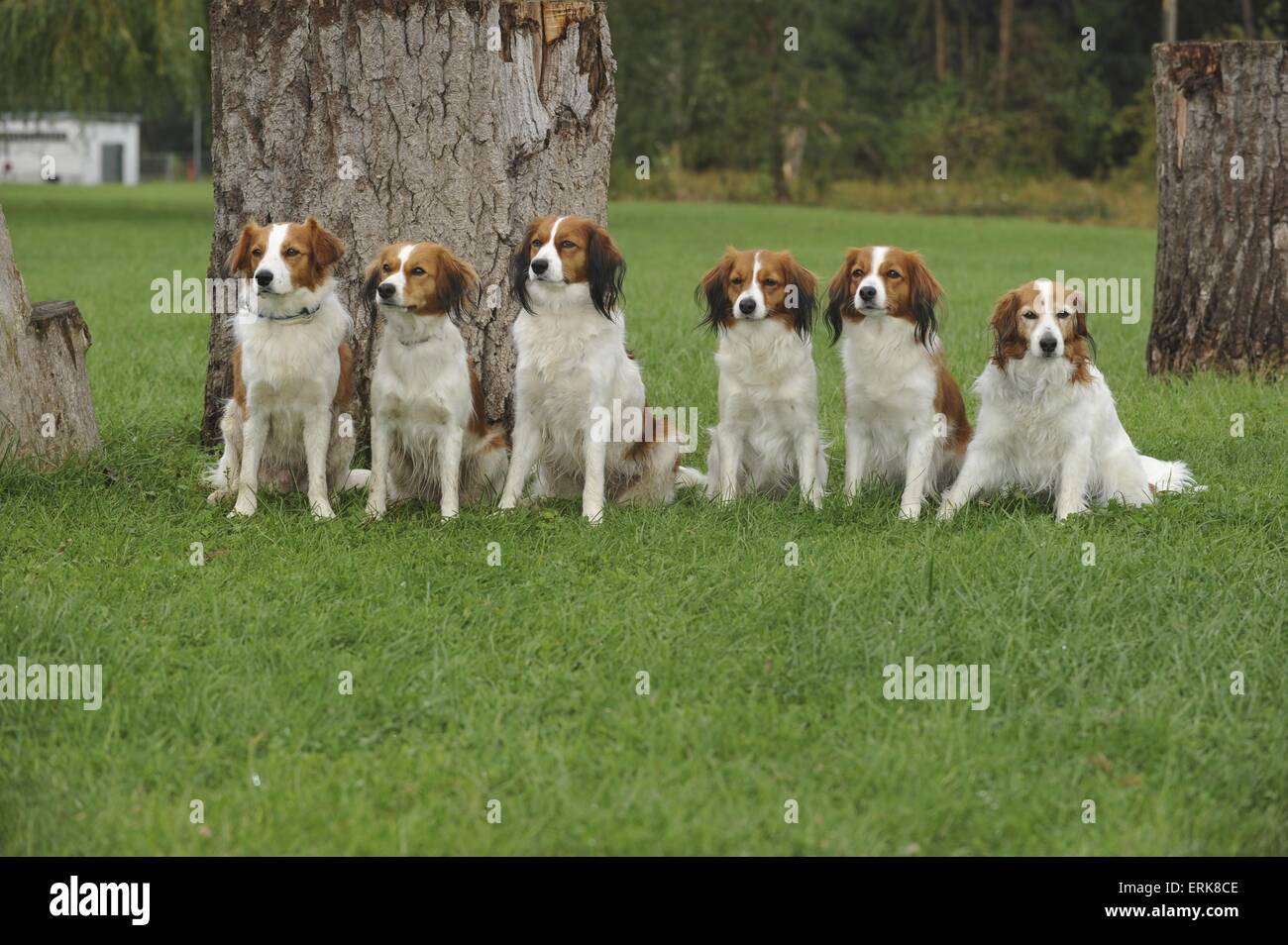 Kooiker sitting hi-res stock photography and images - Alamy