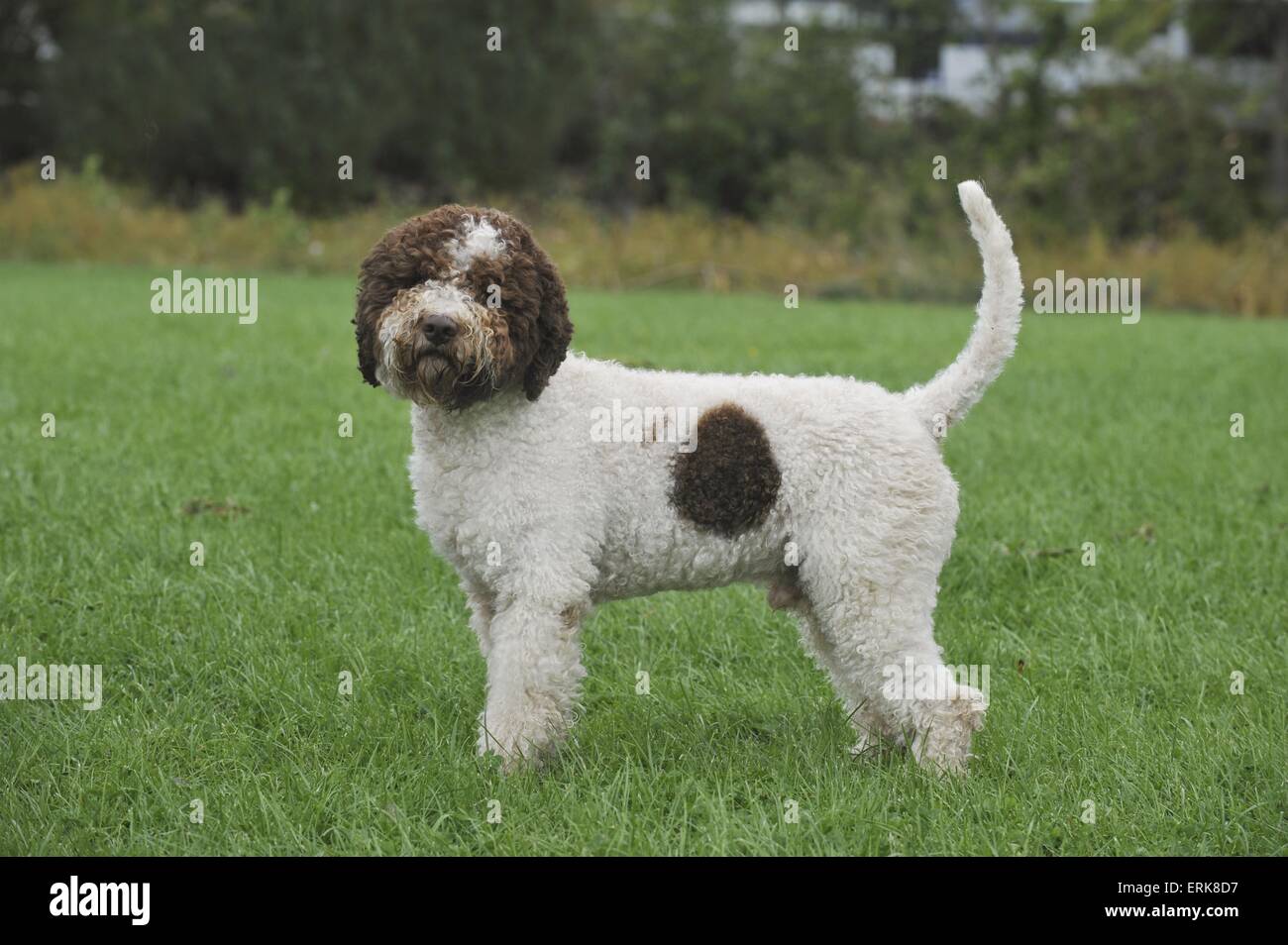 Lagotto romagnolos hi-res stock photography and images - Alamy