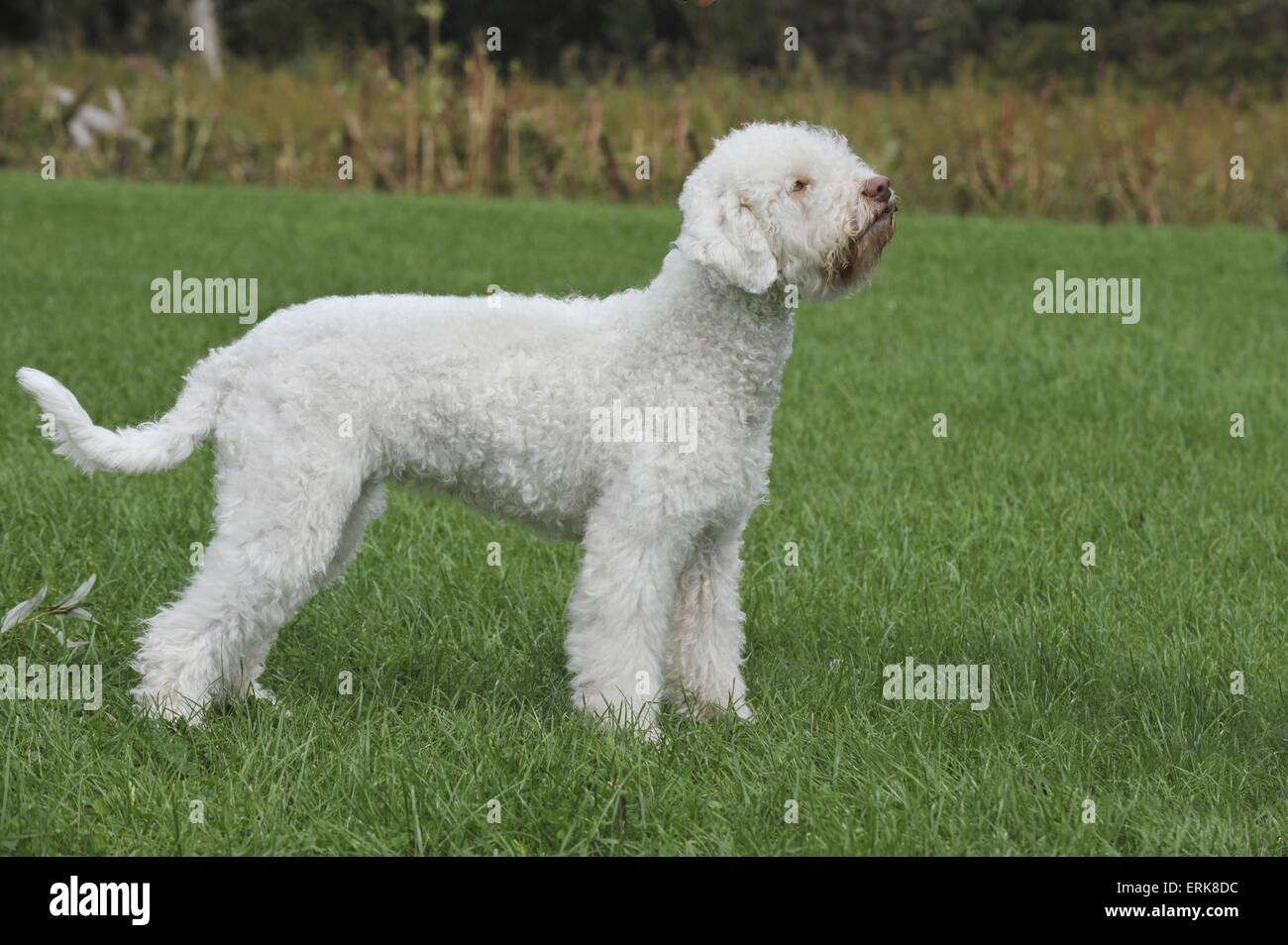 Standing lagotto romagnolo hi-res stock photography and images - Alamy