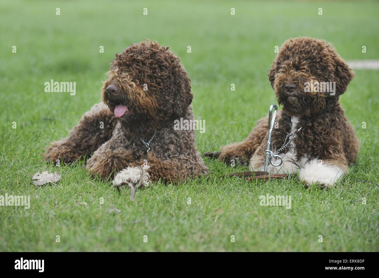 Lagotto romagnolo hi-res stock photography and images - Alamy