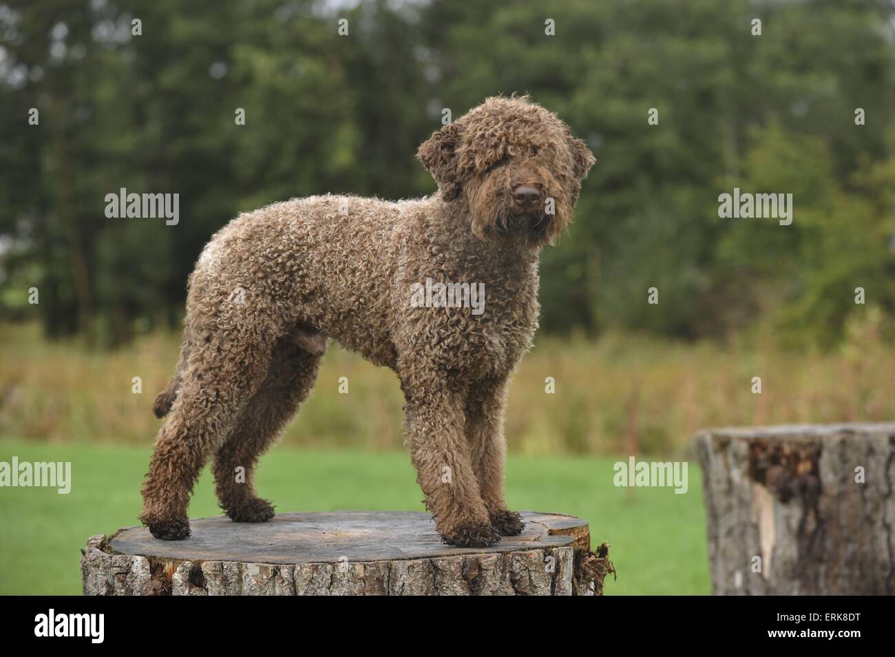 Standing lagotto romagnolo hi-res stock photography and images - Alamy