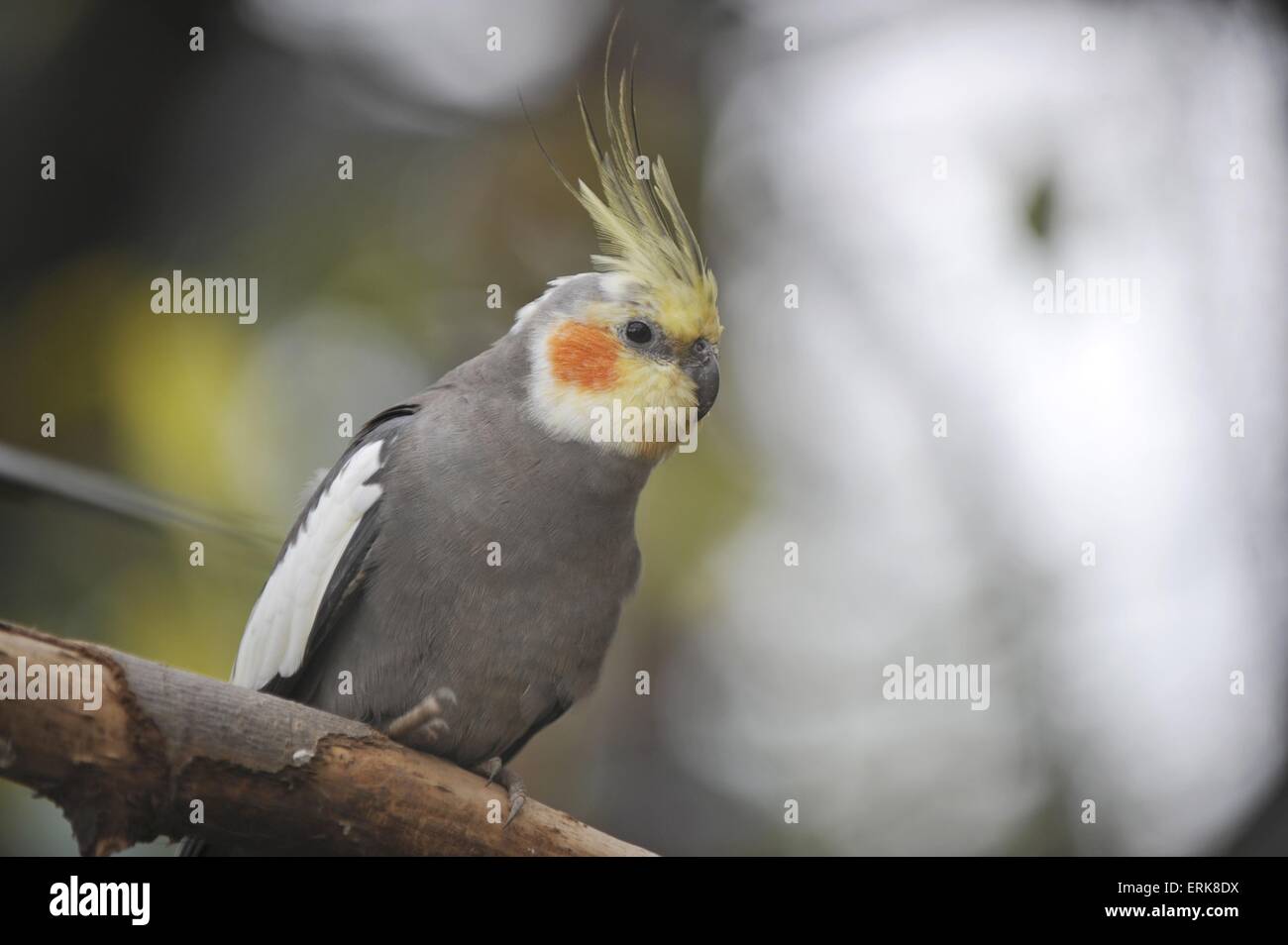Cockatiel cockatiels bird birds hi-res stock photography and images - Alamy
