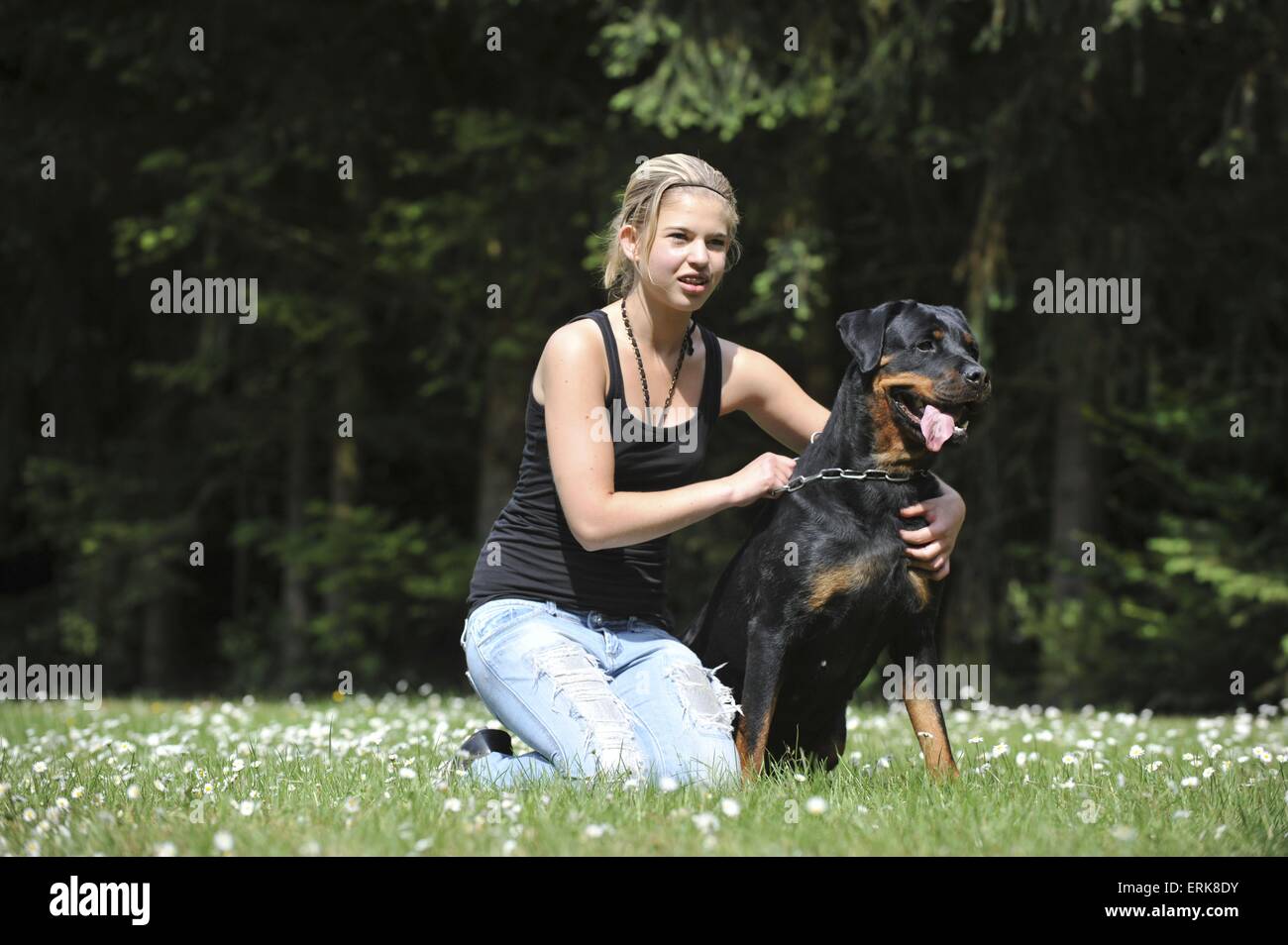 Female rottweiler hi-res stock photography and images - Alamy