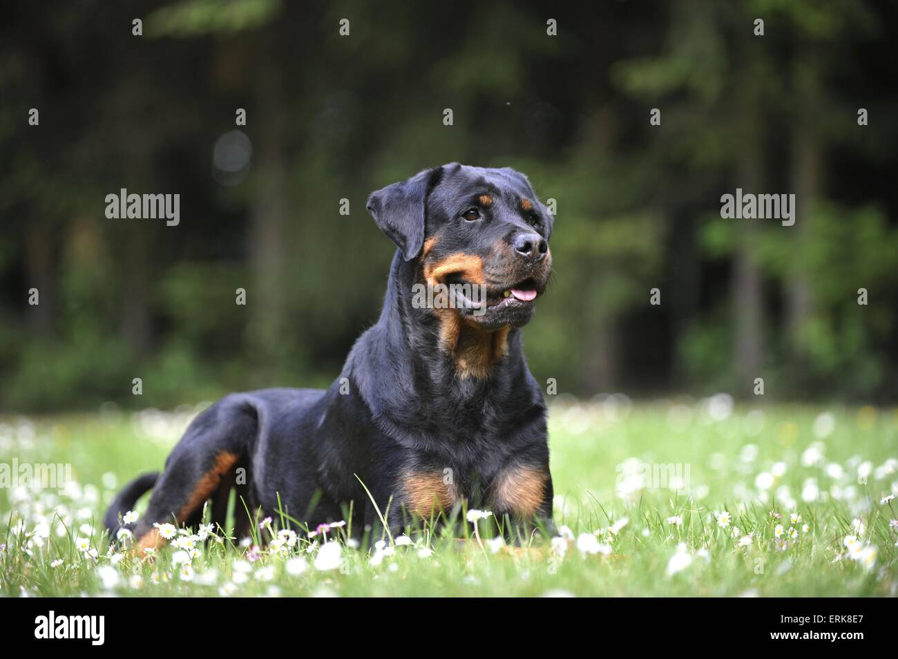 Rottweiler laying grass hi-res stock photography and images - Alamy