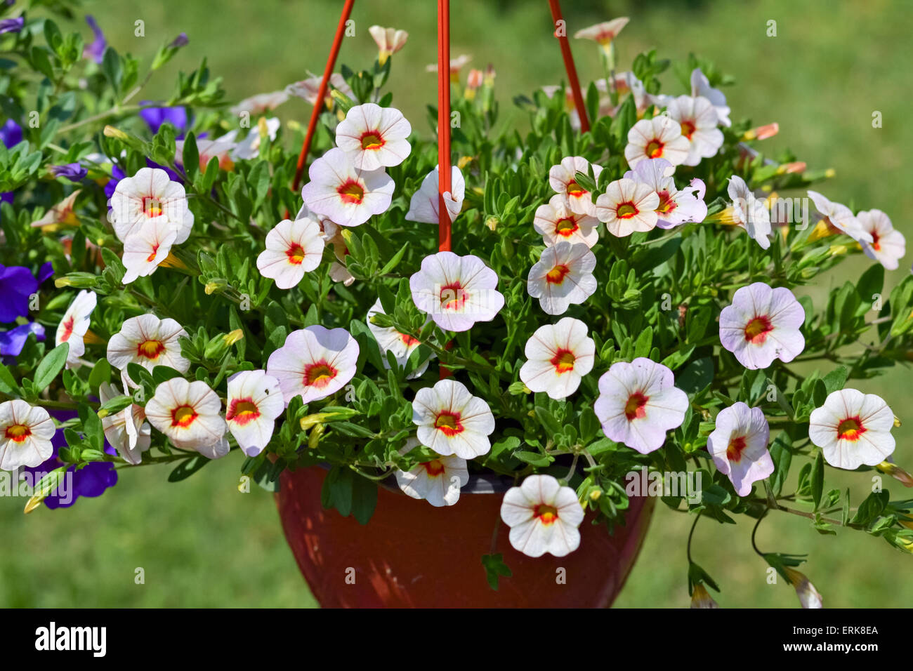 Hanging basket white flower hi-res stock photography and images - Alamy