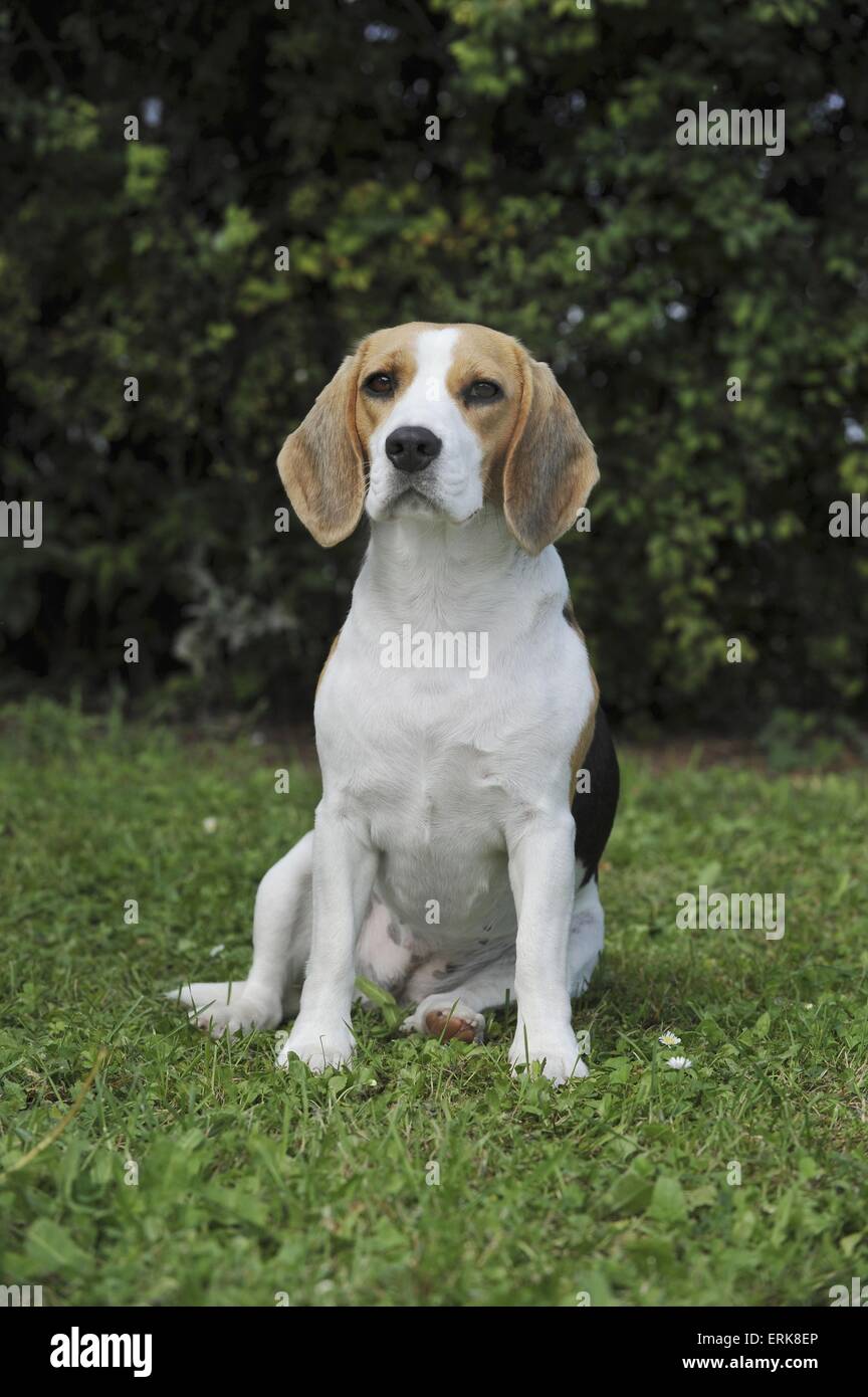 Single sit beagle dog hi-res stock photography and images - Alamy