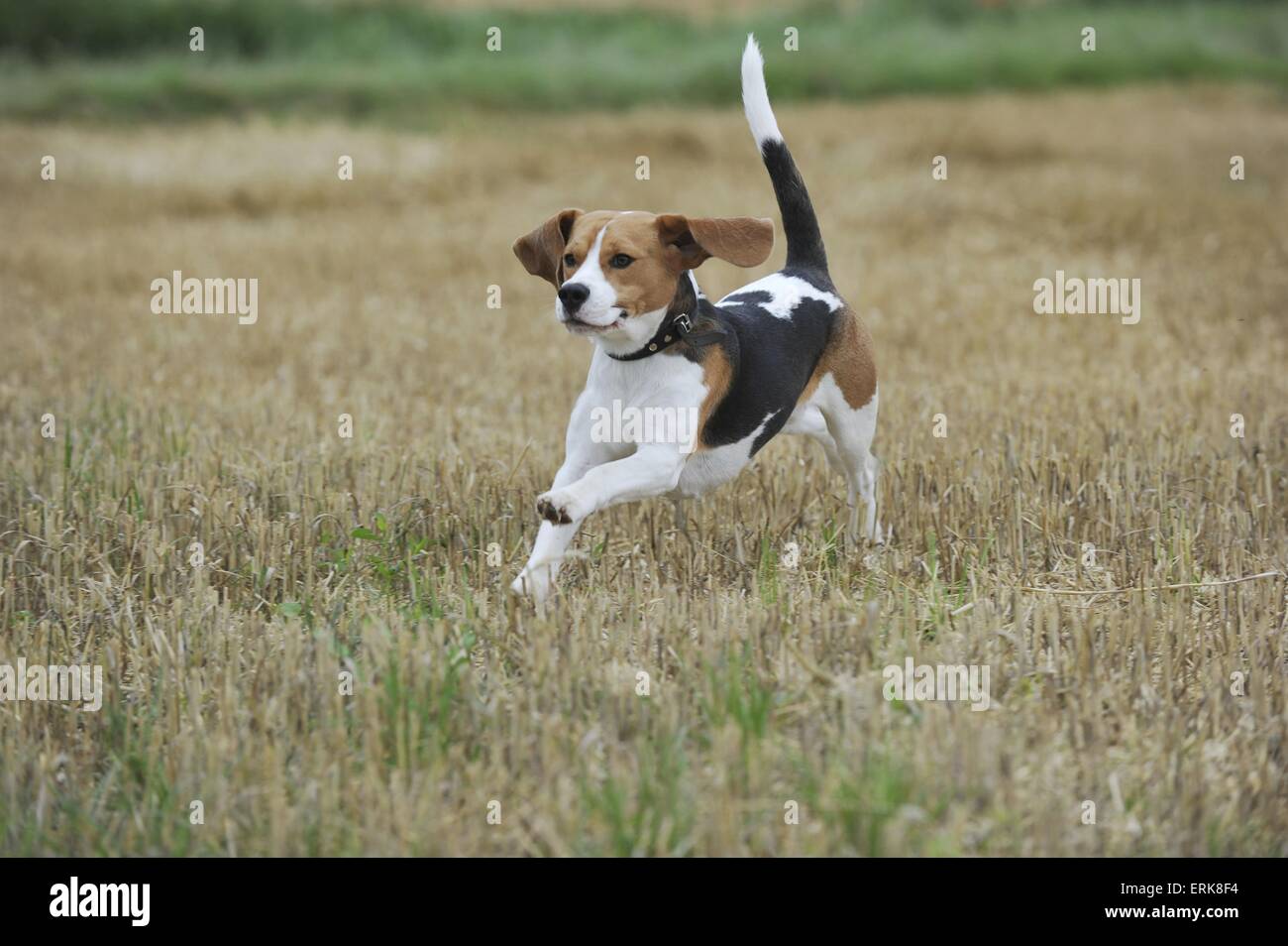 Beagles hi-res stock photography and images - Alamy