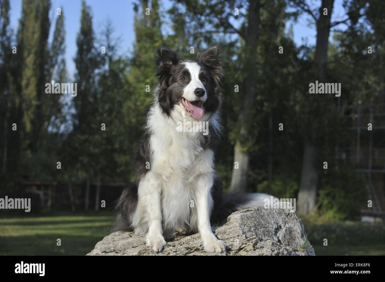 sitting Border Collie Stock Photo - Alamy