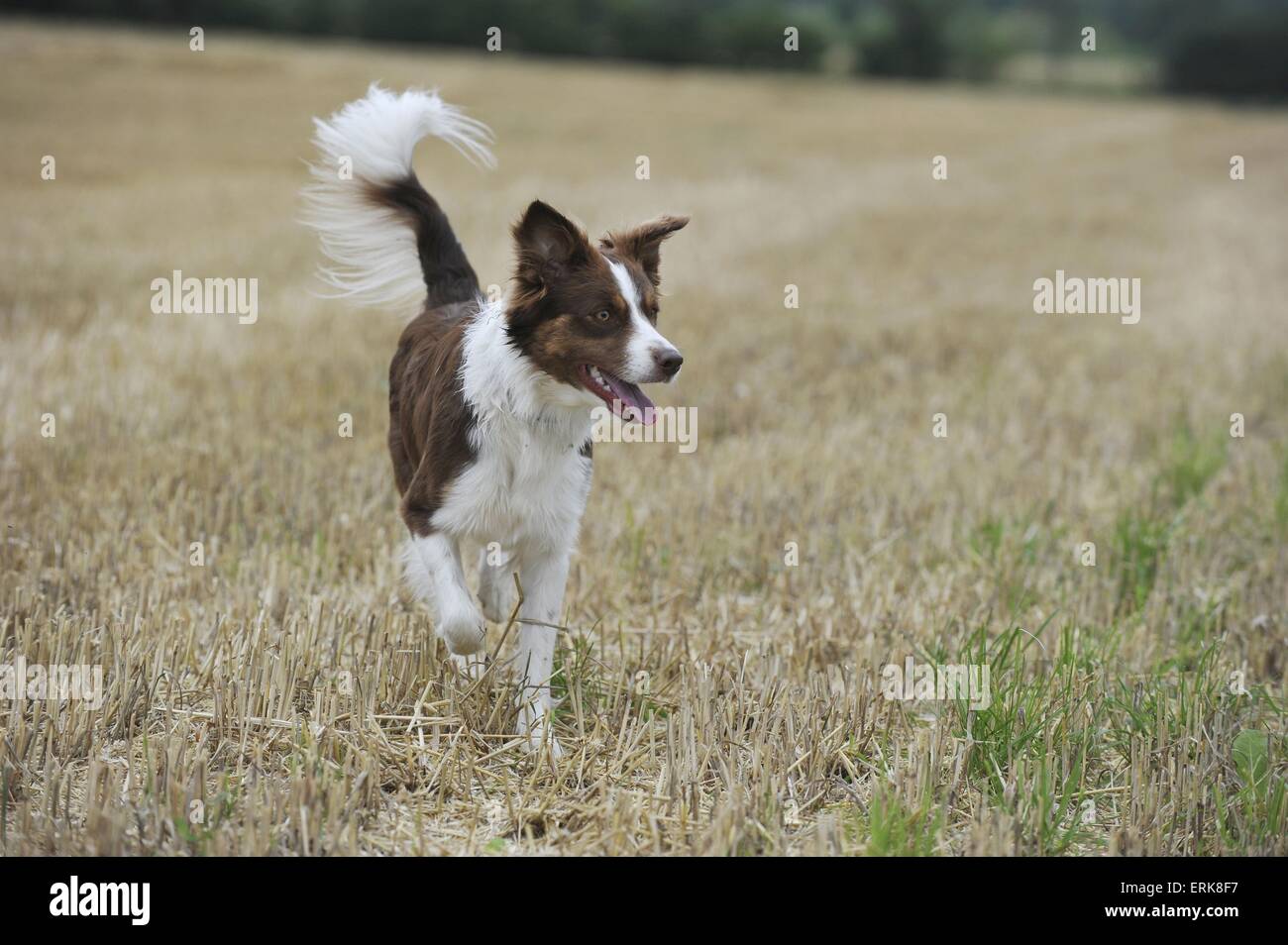 walking Border Collie Stock Photo - Alamy