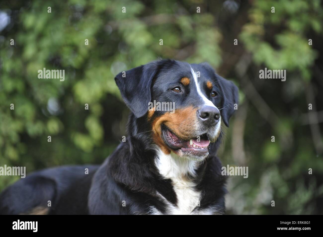 Greater Swiss Mountain Dog Portrait Stock Photo - Alamy
