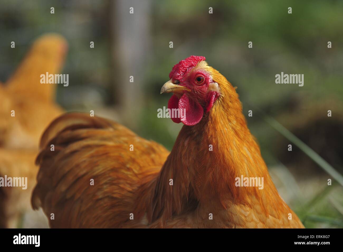 Chicken layers hi-res stock photography and images - Alamy