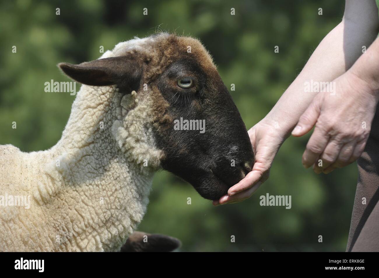 Eating sheep's head hi-res stock photography and images - Alamy