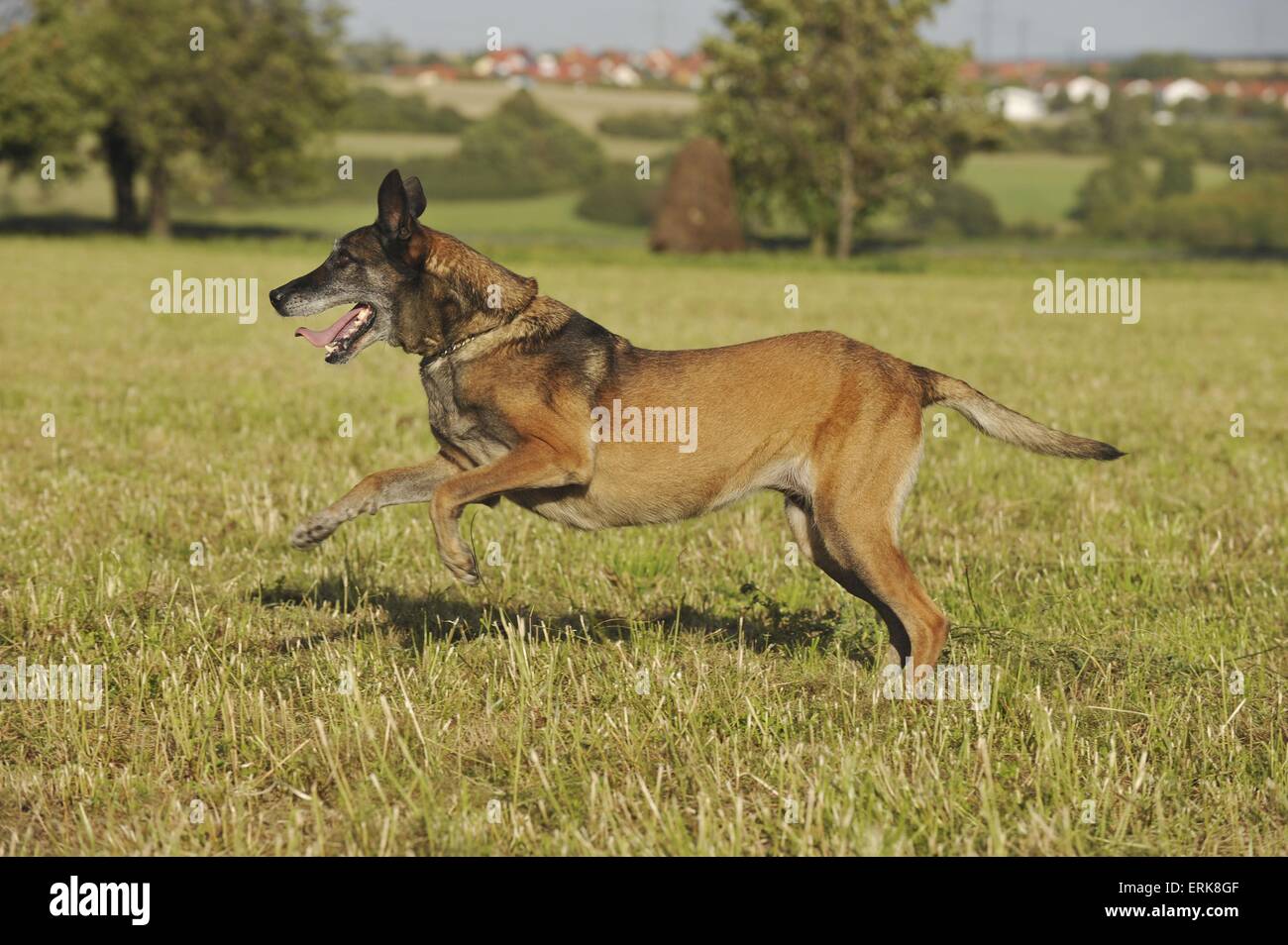 Running malinois hi-res stock photography and images - Alamy