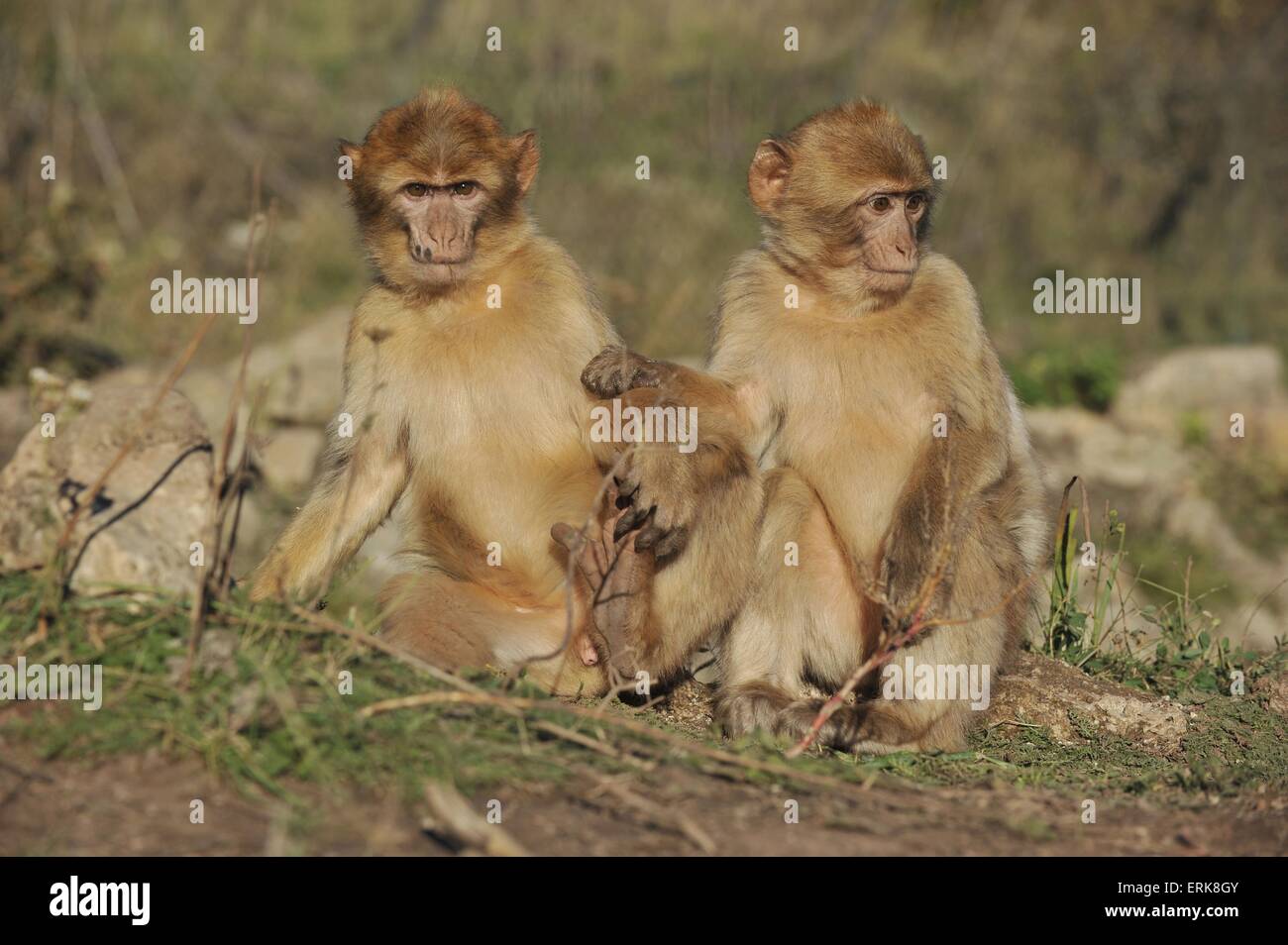 Adult magot hi-res stock photography and images - Alamy