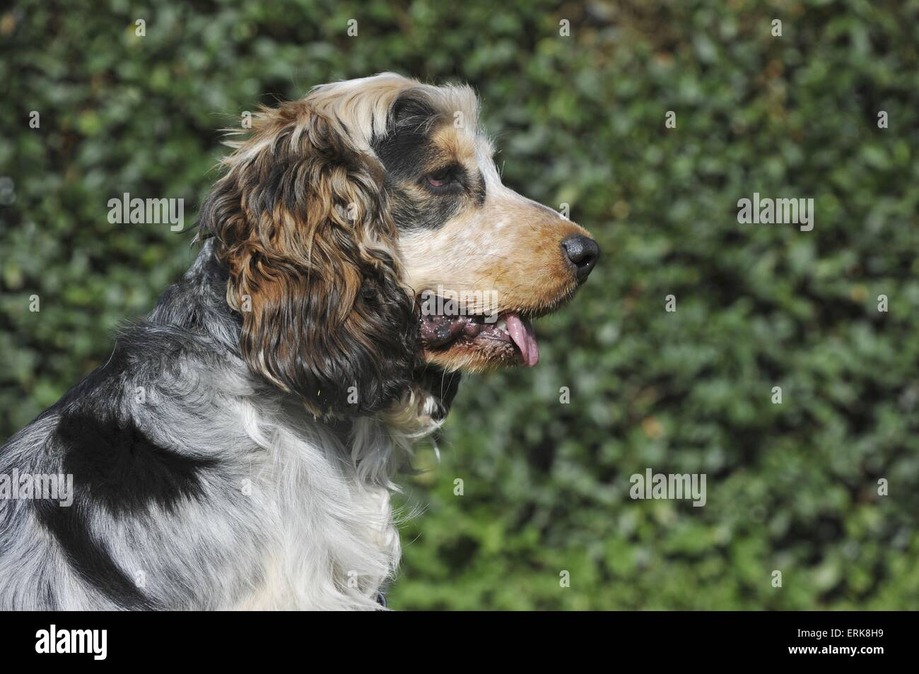English Cocker Spaniel Portrait Stock Photo - Alamy