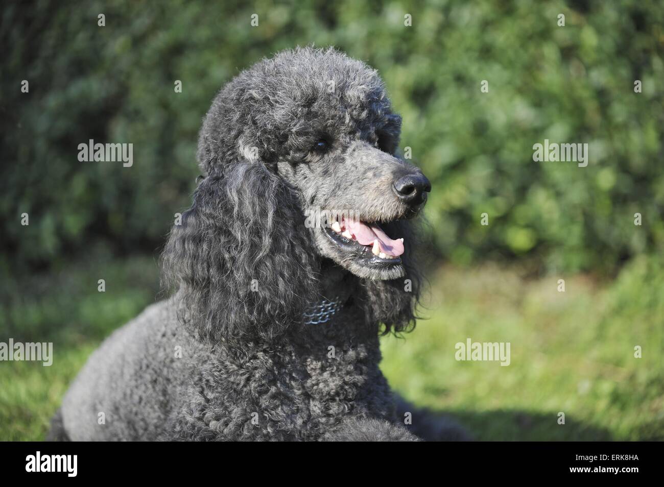 Silver Poodle Stock Photos & Silver Poodle Stock Images - Alamy