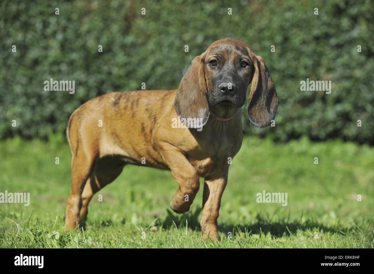 Hanoverian Scenthound Stock Photos & Hanoverian Scenthound Stock Images ...