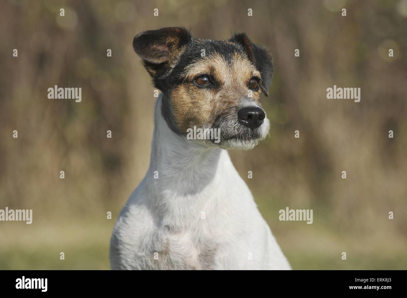 Parson Russell Terrier Portrait Stock Photo - Alamy