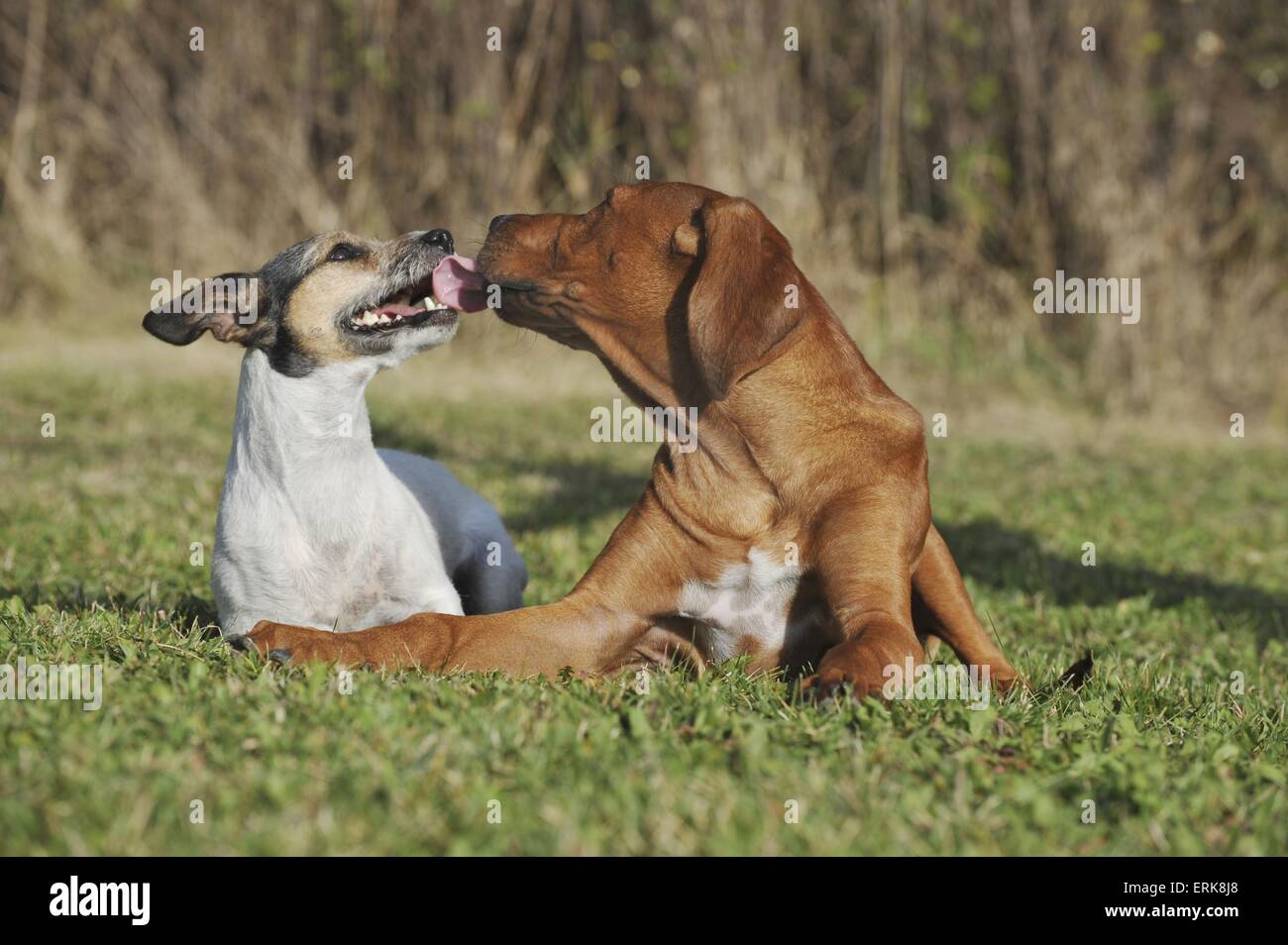 Rhodesian ridgeback jack russell terrier hi-res stock photography and ...