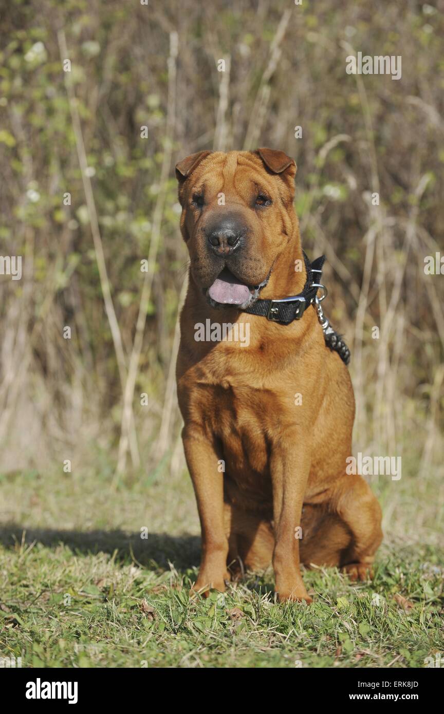 sitting Shar Pei Stock Photo - Alamy