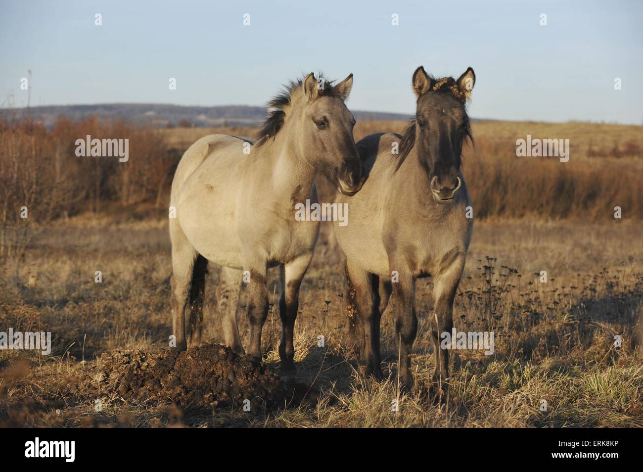 Koniks hi-res stock photography and images - Alamy