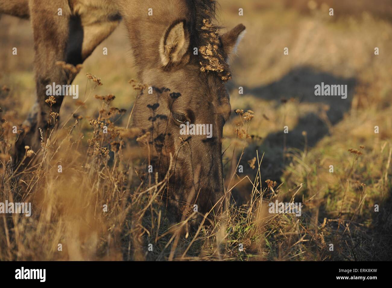 Beggars Lice Stock Photos & Beggars Lice Stock Images - Alamy