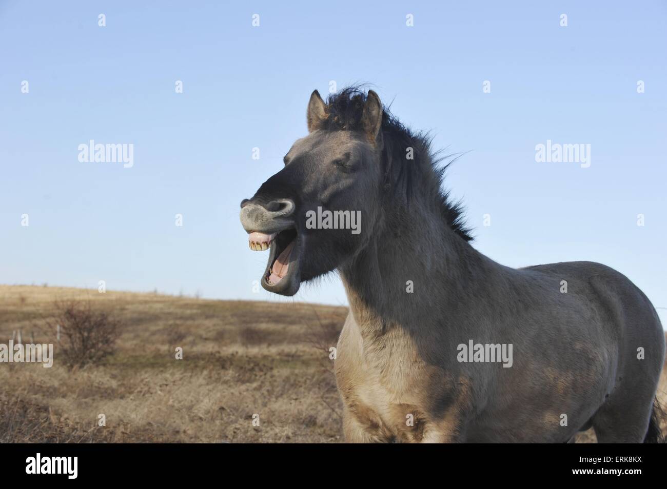 Konik ponies, autumn hi-res stock photography and images - Alamy