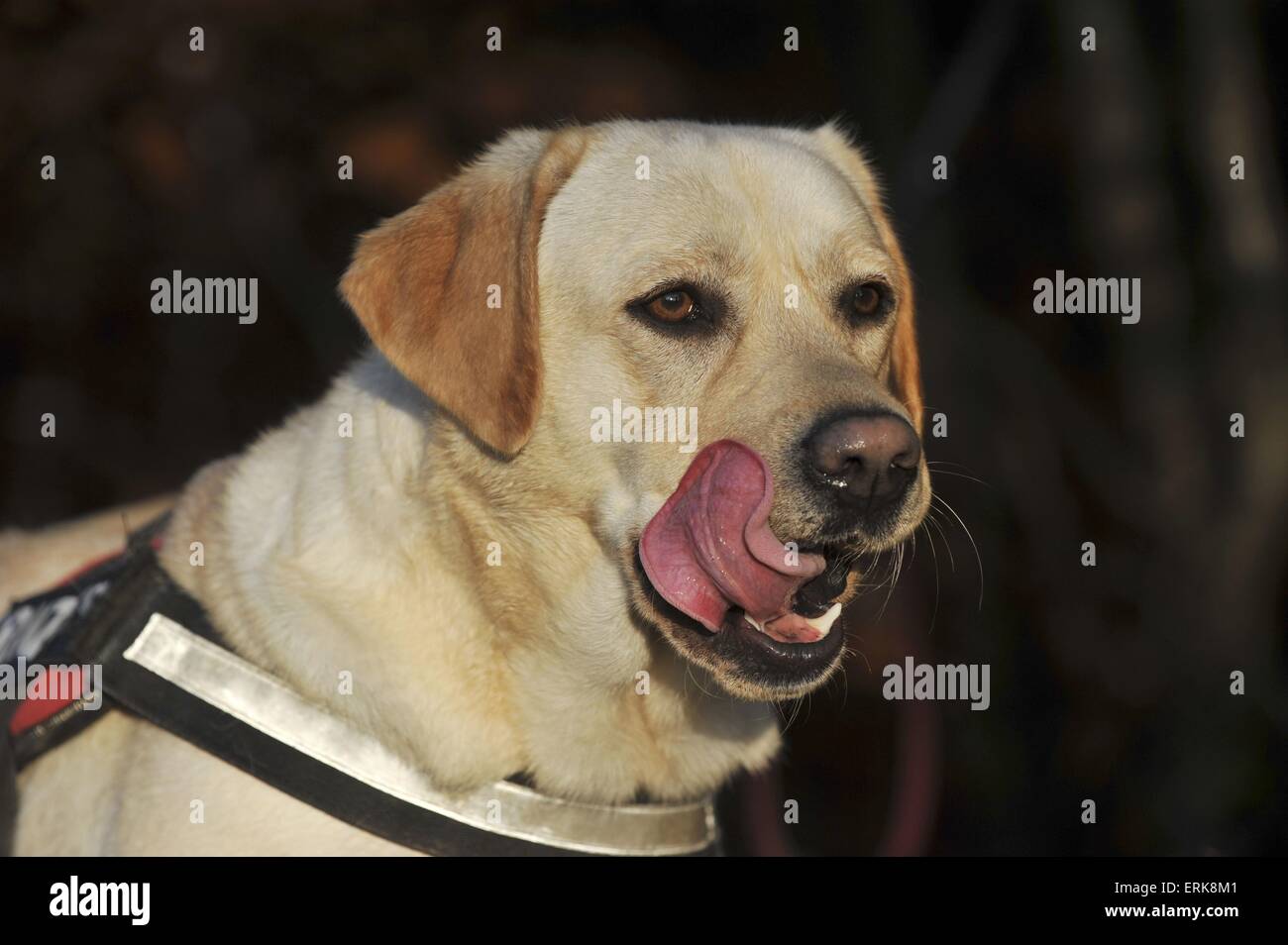 Labrador Retriever Portrait Stock Photo - Alamy