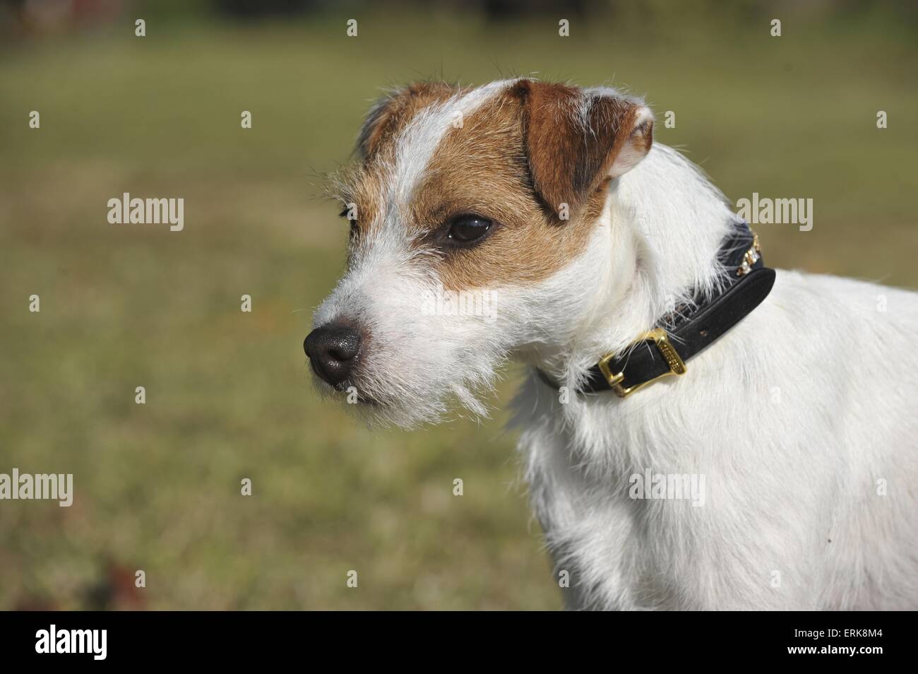 Parson Russell Terrier Portrait Stock Photo - Alamy