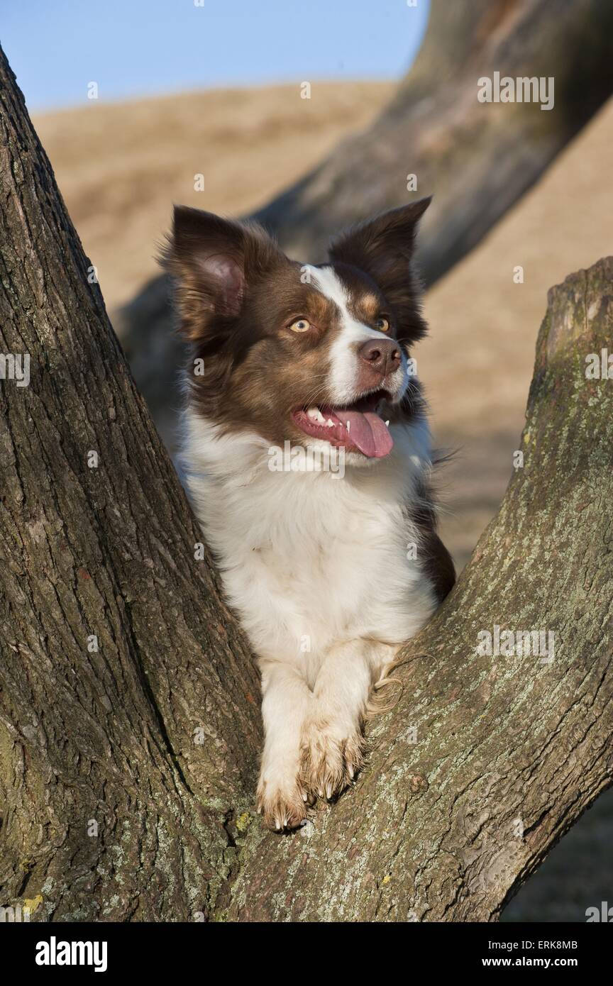 Border Collie Portrait Stock Photo - Alamy