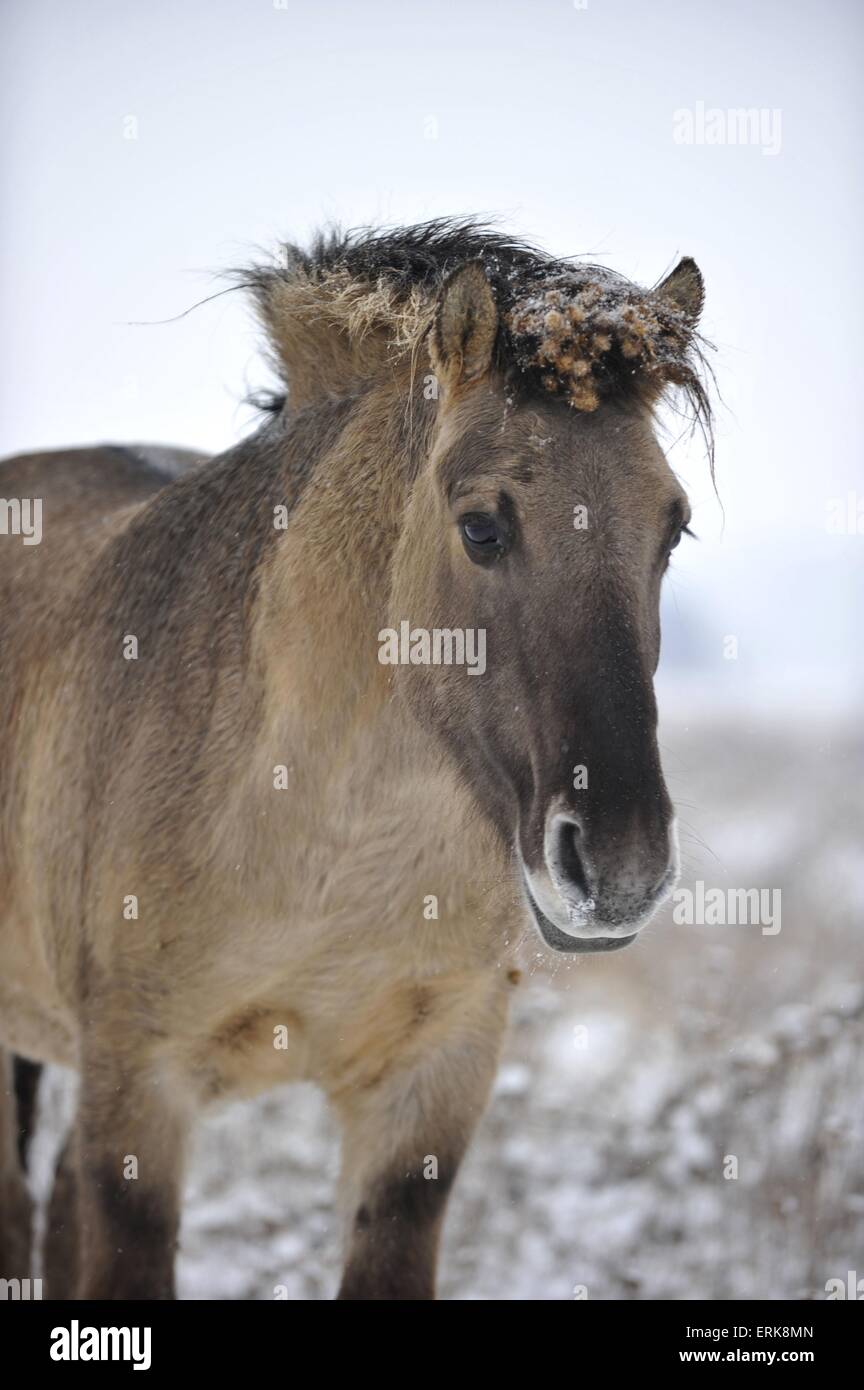 Konik horse snow hi-res stock photography and images - Alamy