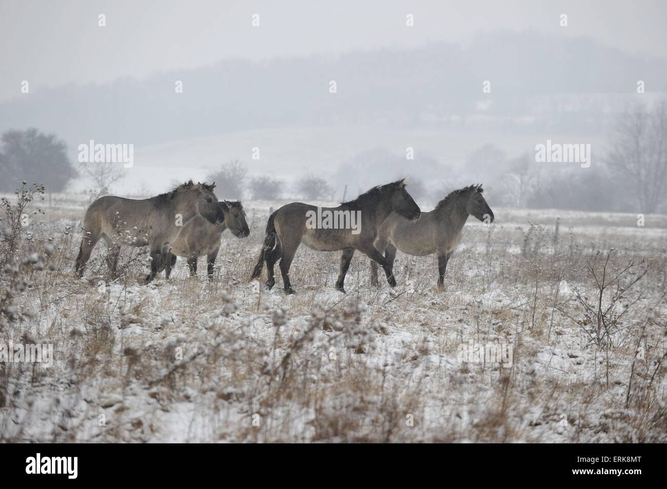 Konik horse in snow hi-res stock photography and images - Alamy