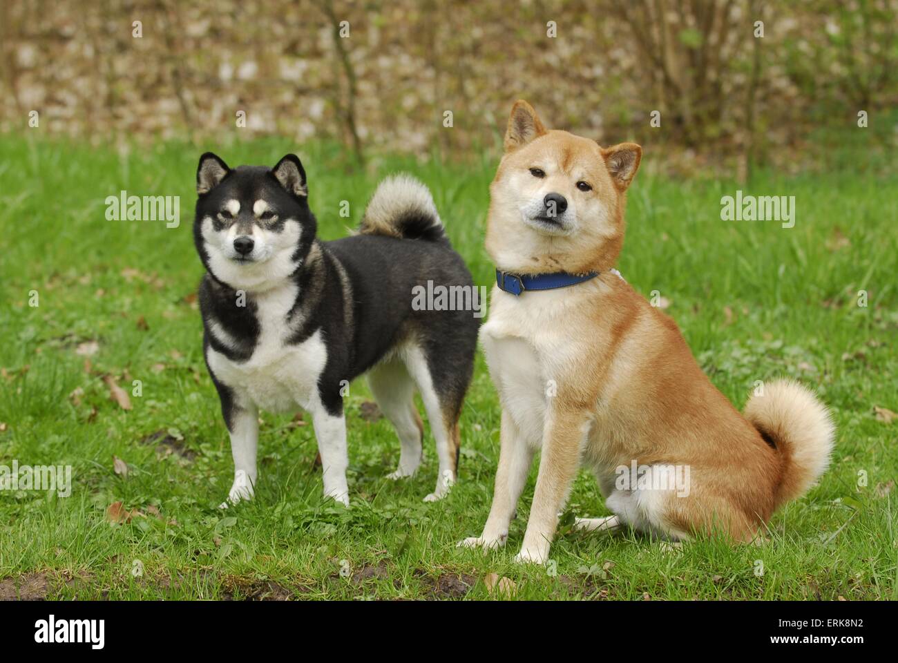 Shiba inu standing hi-res stock photography and images - Alamy
