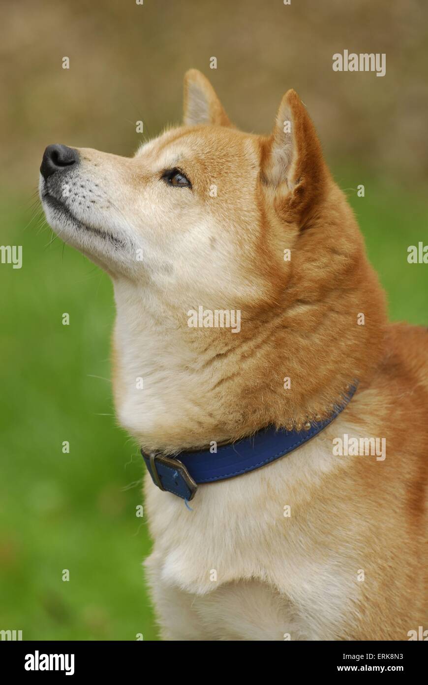Shiba Inu Portrait Stock Photo - Alamy
