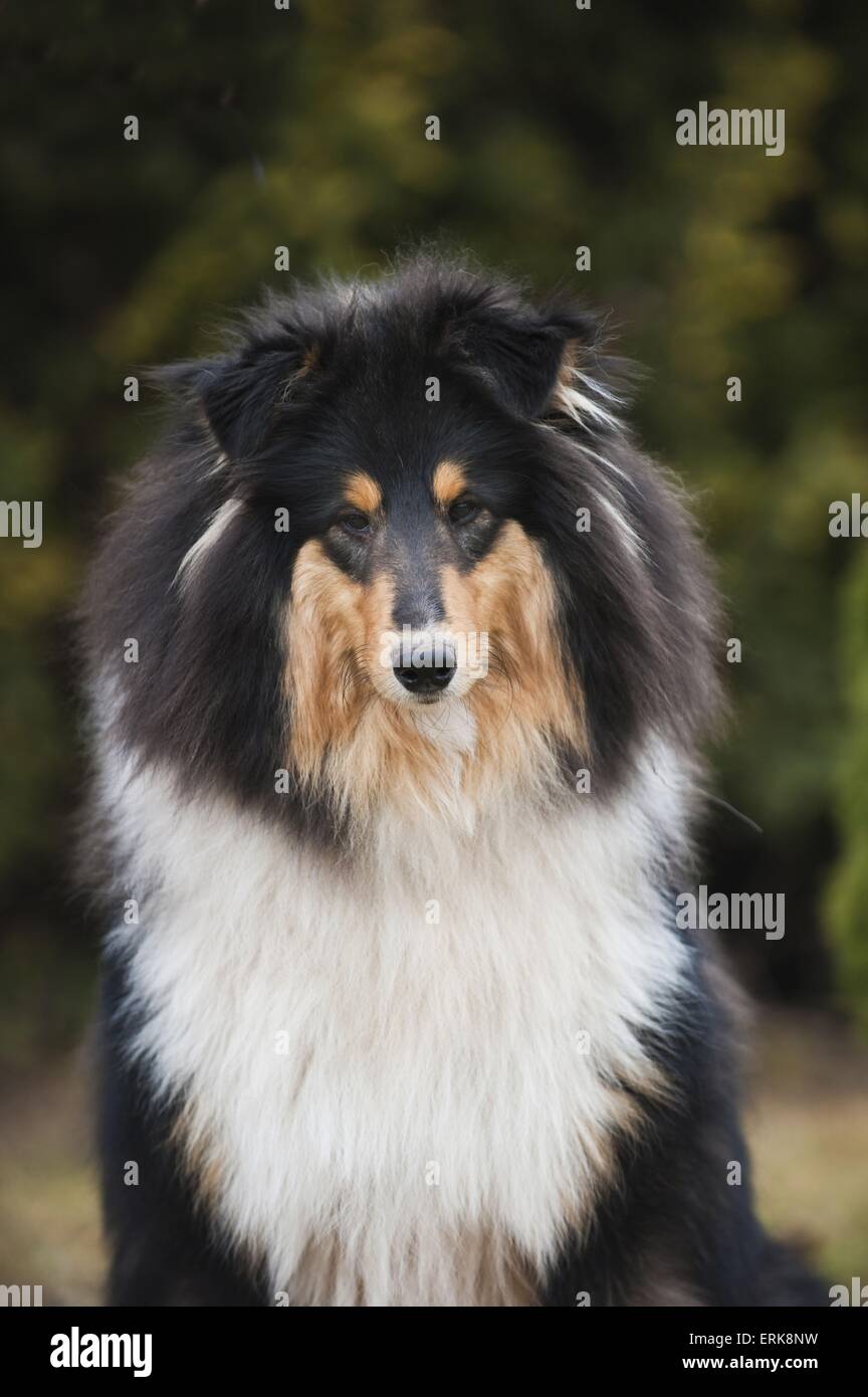 longhaired Collie Portrait Stock Photo - Alamy