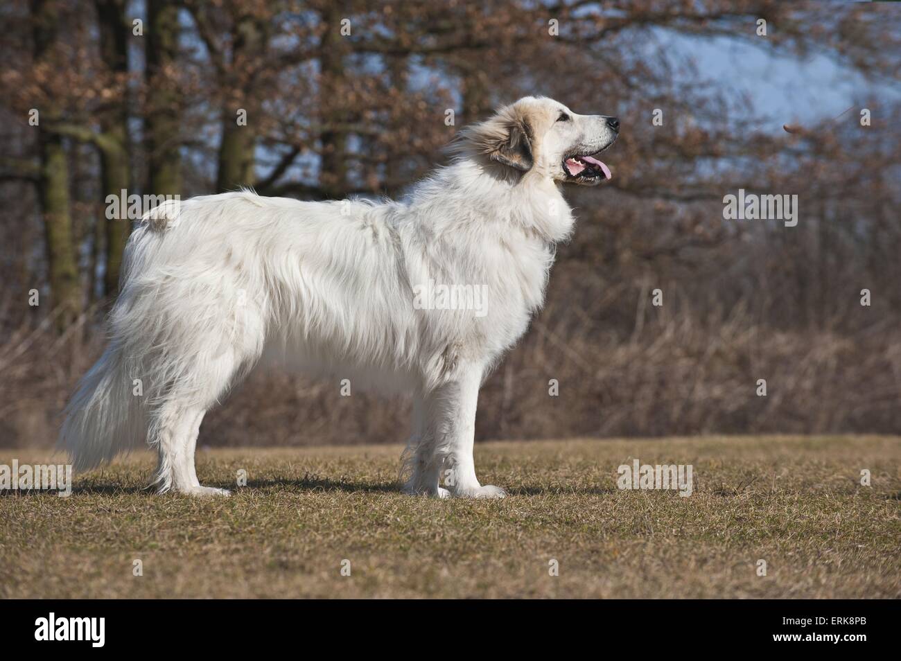 Chien des pyrenees hi-res stock photography and images - Alamy