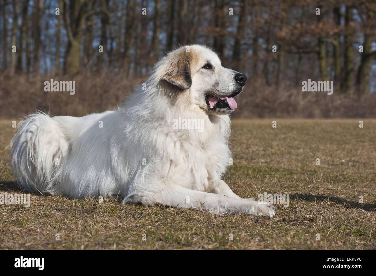 lying Great Pyrenees dog Stock Photo - Alamy