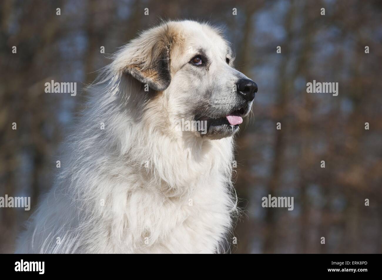 Great Pyrenees dog portrait Stock Photo - Alamy