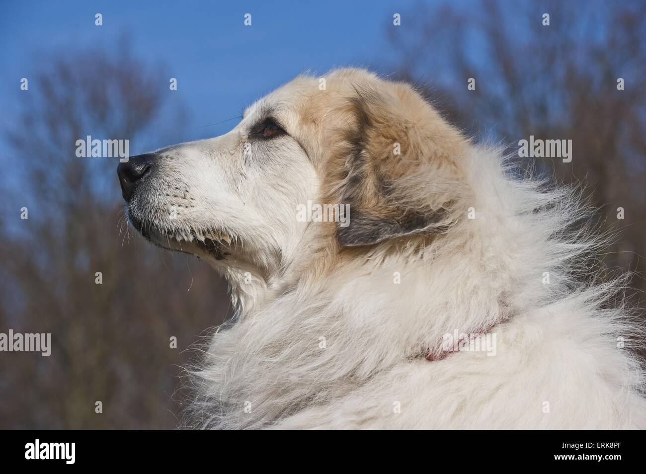 Great Pyrenees dog portrait Stock Photo - Alamy