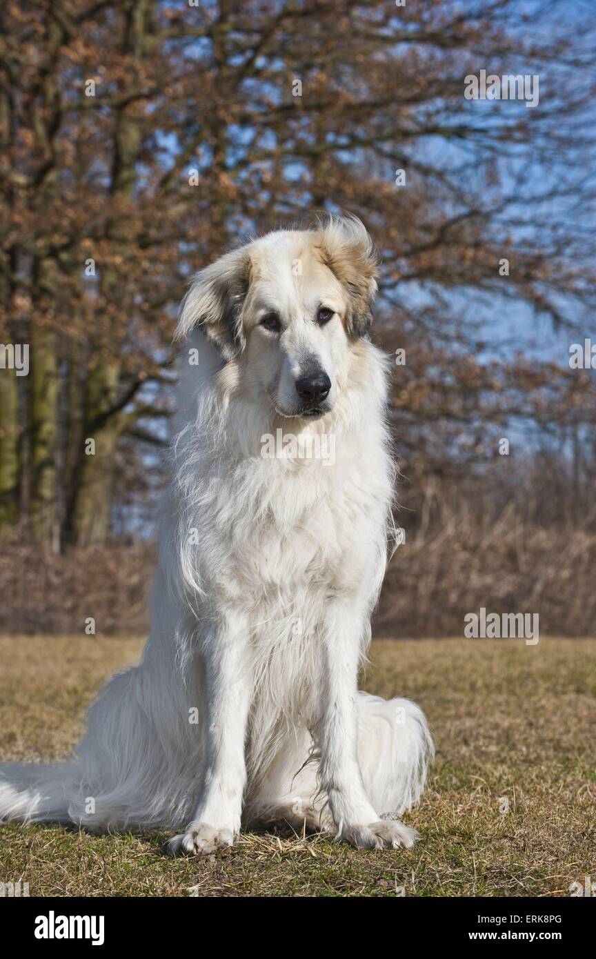 sitting Great Pyrenees dog Stock Photo - Alamy