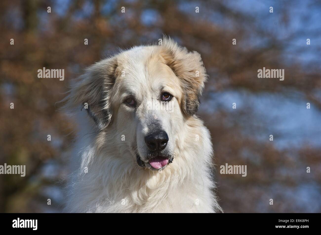 Chien des pyrenees hi-res stock photography and images - Alamy