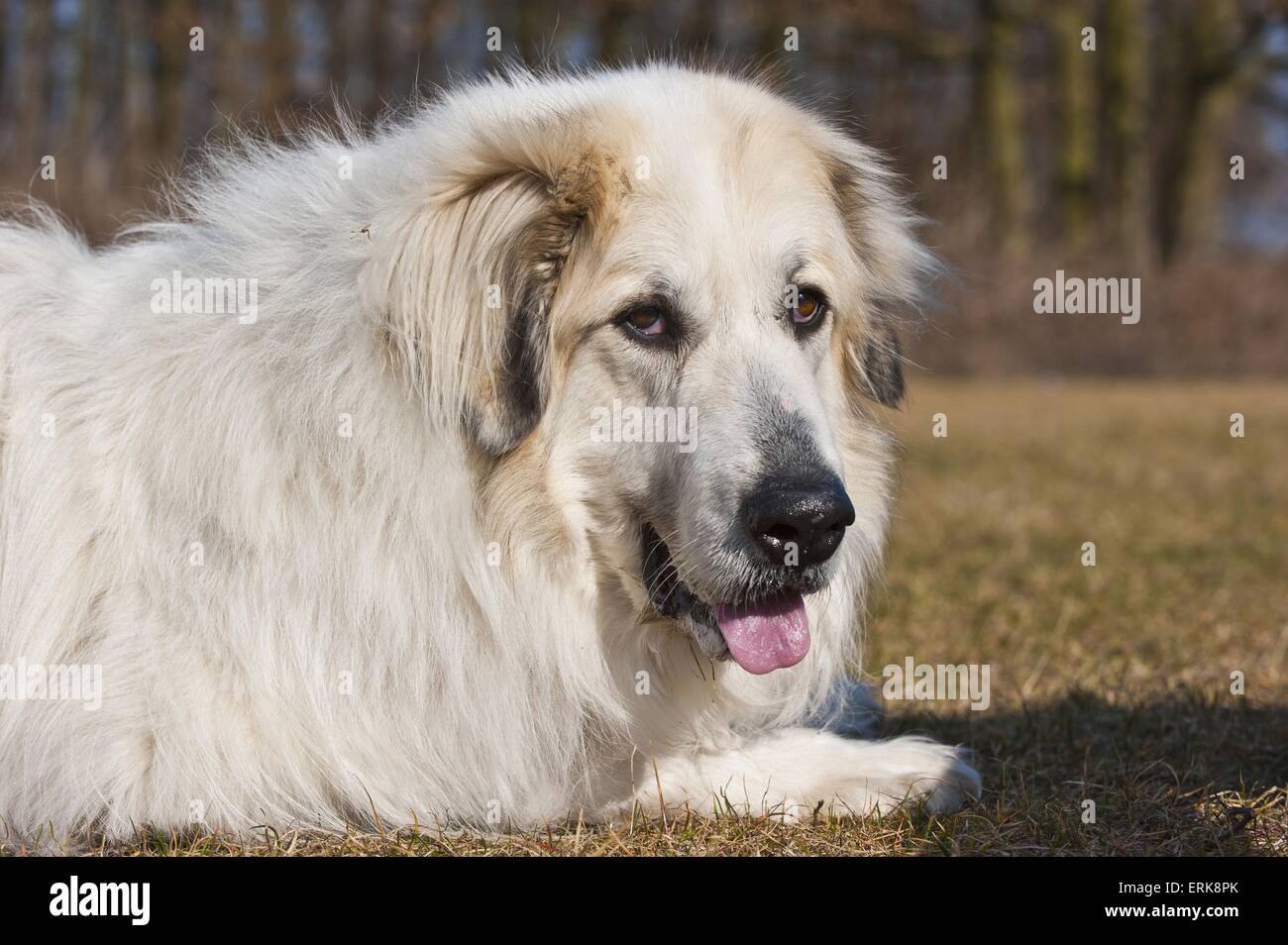 lying Great Pyrenees dog Stock Photo - Alamy
