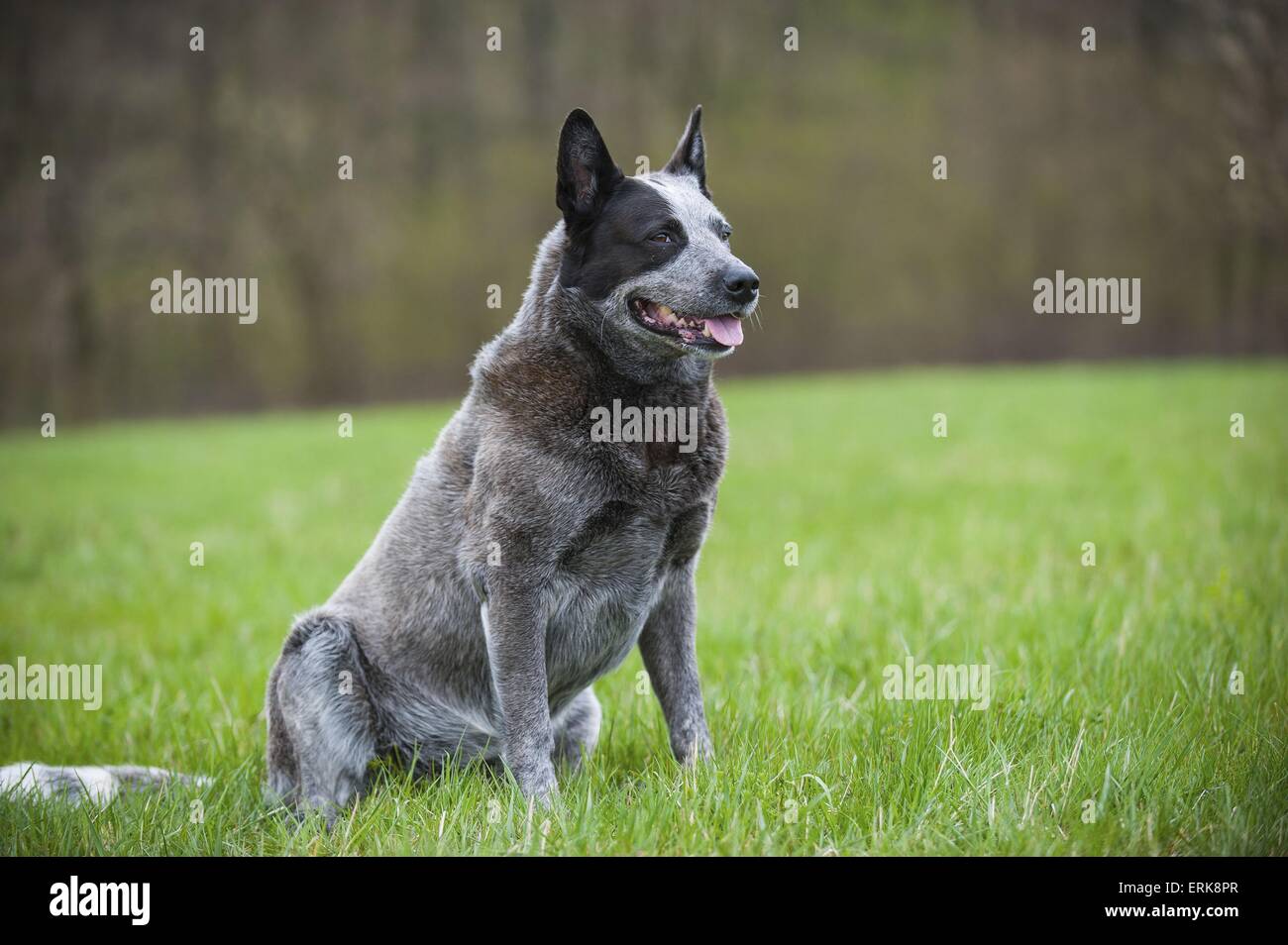 sitting Australian Cattle Dog Stock Photo - Alamy