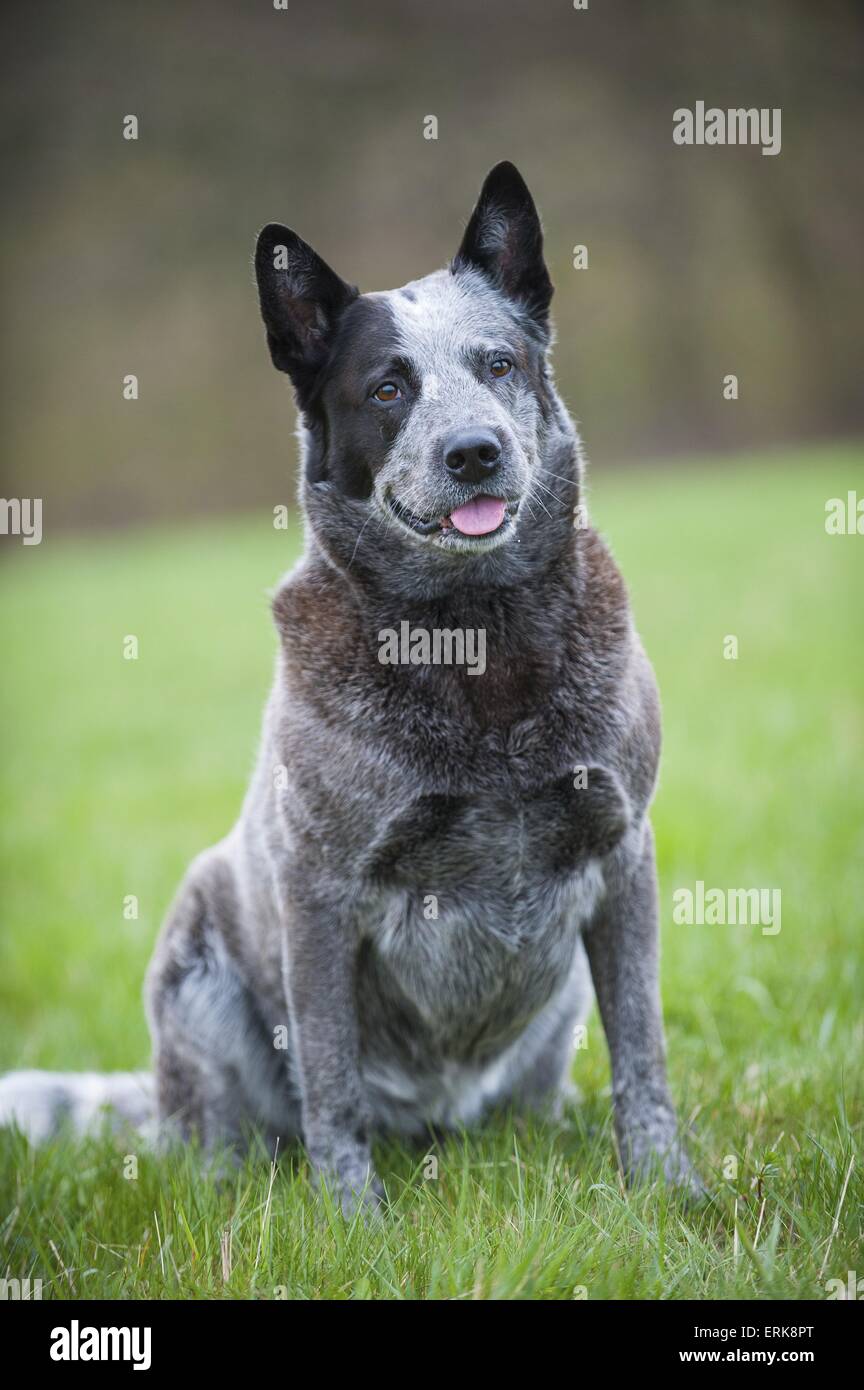 sitting Australian Cattle Dog Stock Photo - Alamy